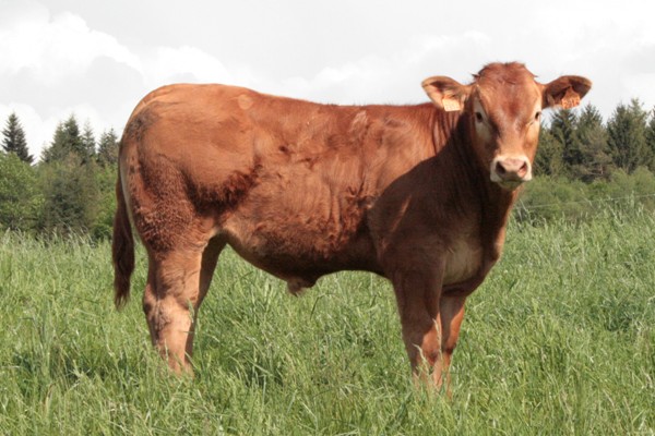 Gaec du Mazuc - Lapon