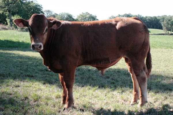 Gaec du Mazuc - Lapon